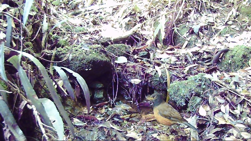 野鳥や野生動物の情報を効率的に集める方法